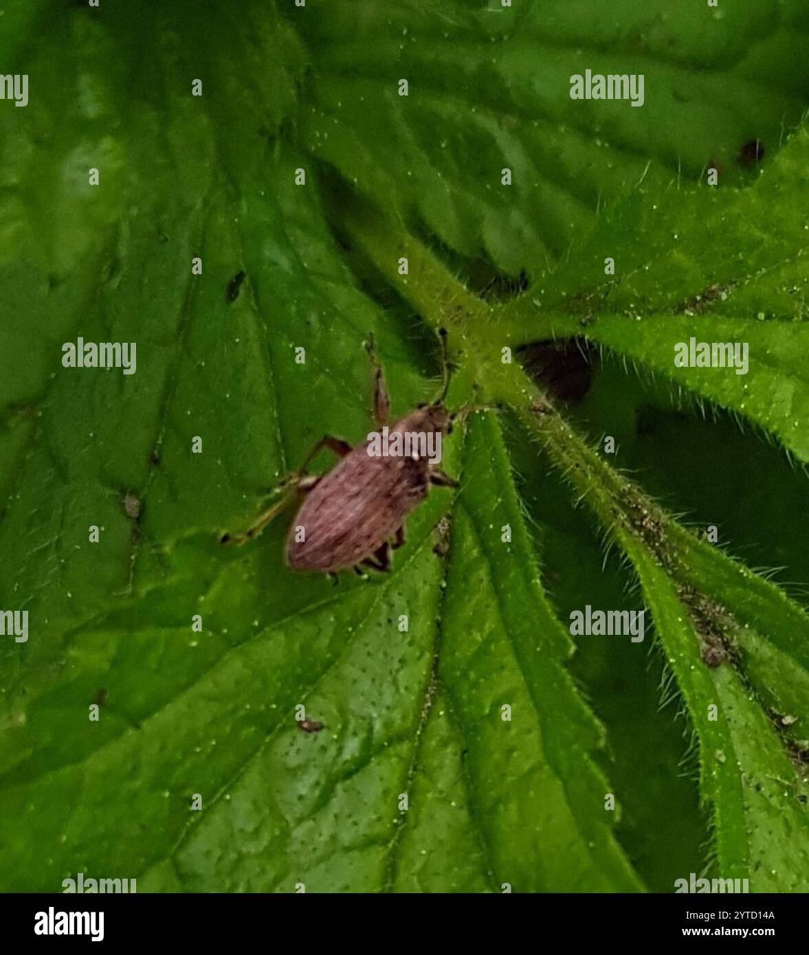 Common Leaf Weevil (Phyllobius pyri Stock Photo - Alamy