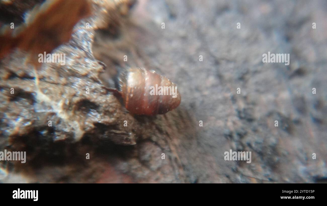 Pupilla hi-res stock photography and images - Alamy