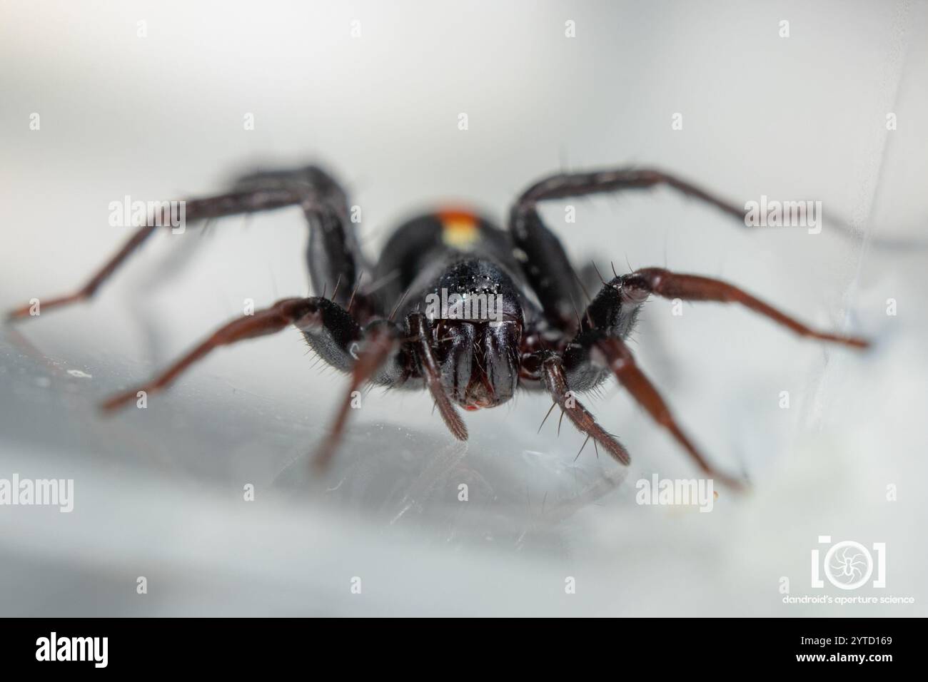 Red-spotted Ant-mimic Sac Spider (Castianeira descripta Stock Photo - Alamy