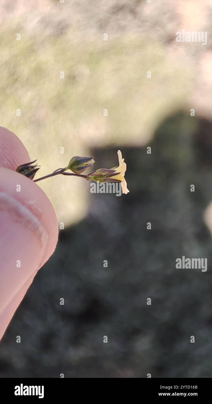 Linum trigynum hi-res stock photography and images - Alamy