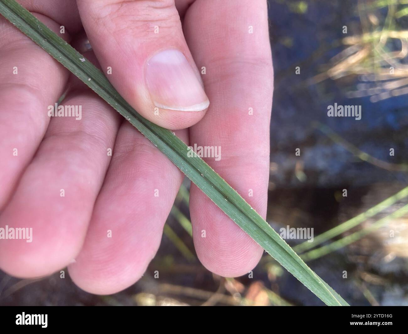 Jamaica swamp sawgrass (Cladium mariscus jamaicense Stock Photo - Alamy