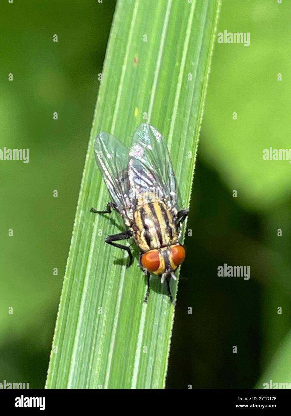 Common Flesh Flies (Sarcophaga Stock Photo - Alamy