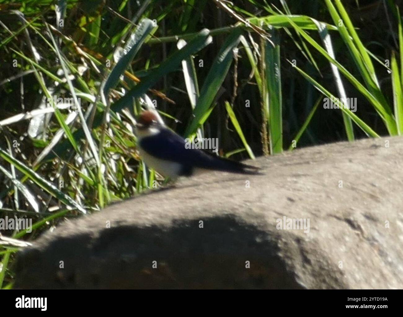 Wire-tailed Swallow (Hirundo smithii Stock Photo - Alamy