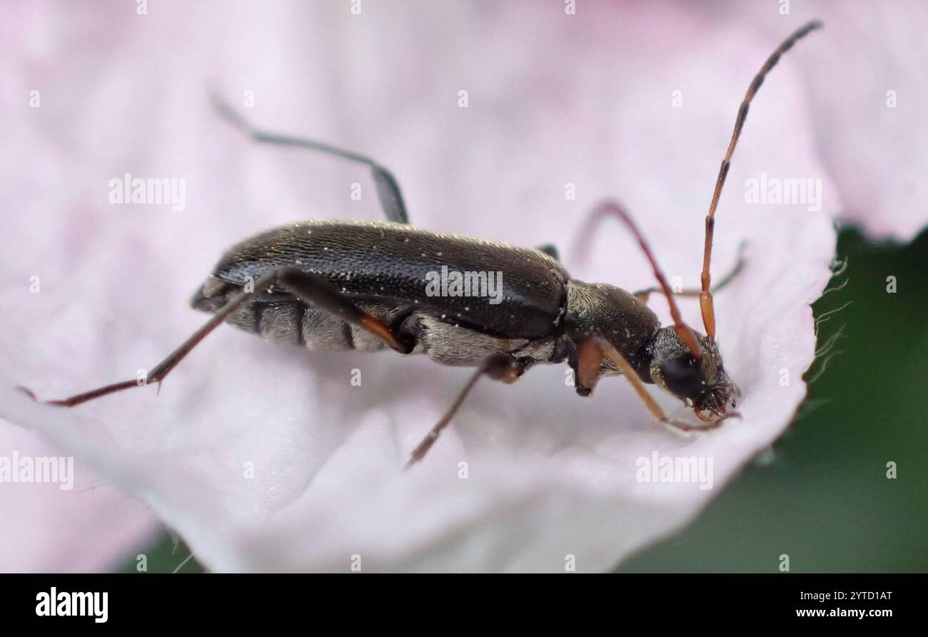 common grammoptera (Grammoptera ruficornis Stock Photo - Alamy