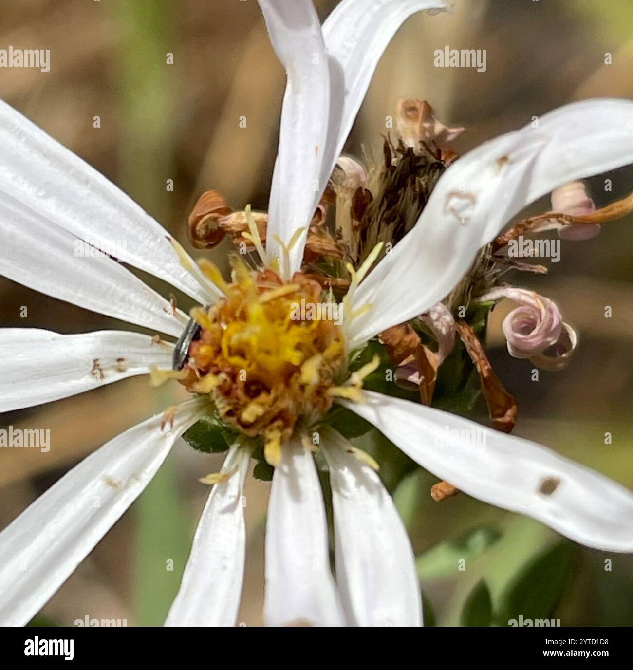 roughleaf aster (Eurybia radulina Stock Photo - Alamy
