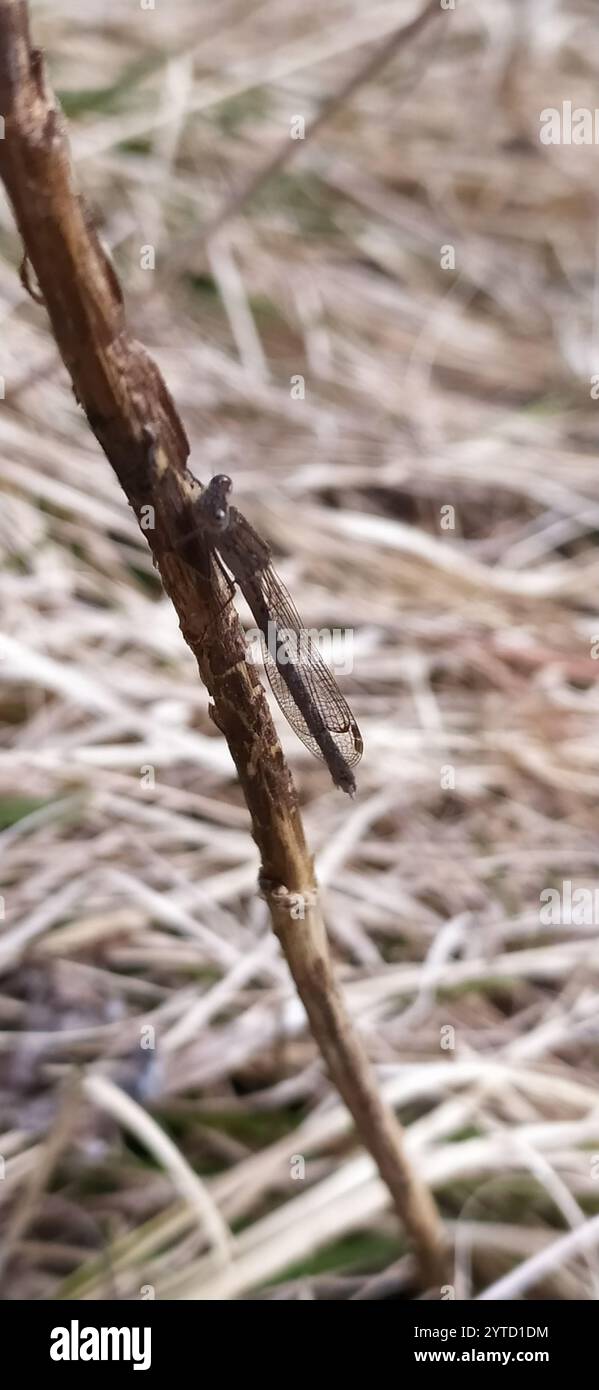 Siberian Winter Damsel (Sympecma paedisca Stock Photo - Alamy