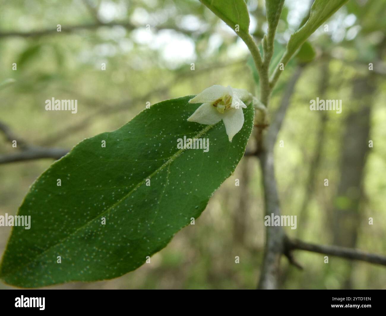 autumn olive (Elaeagnus umbellata Stock Photo - Alamy