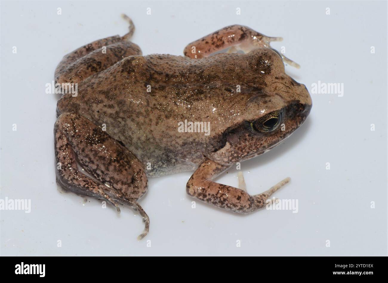 Common Squeaker (Arthroleptis stenodactylus Stock Photo - Alamy
