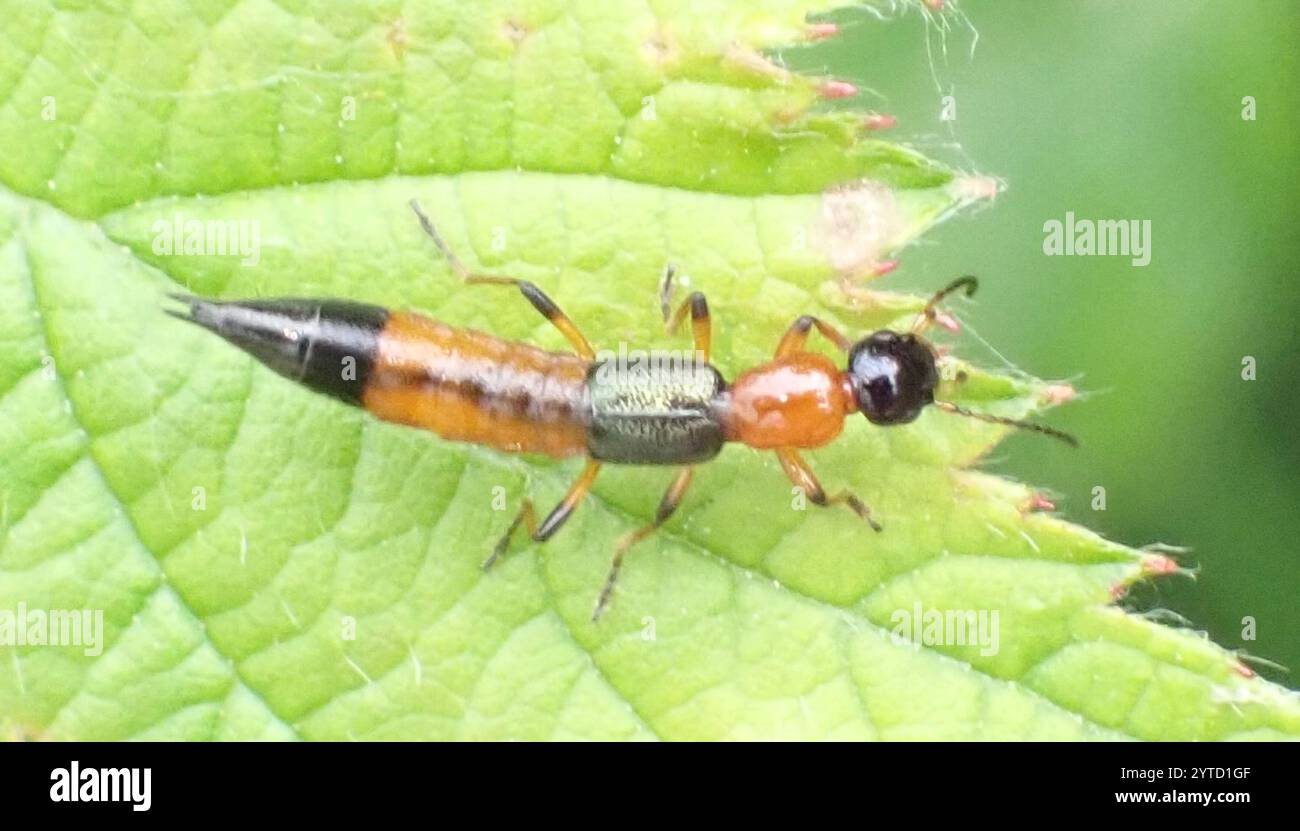 Whiplash Beetles (Paederus Stock Photo - Alamy