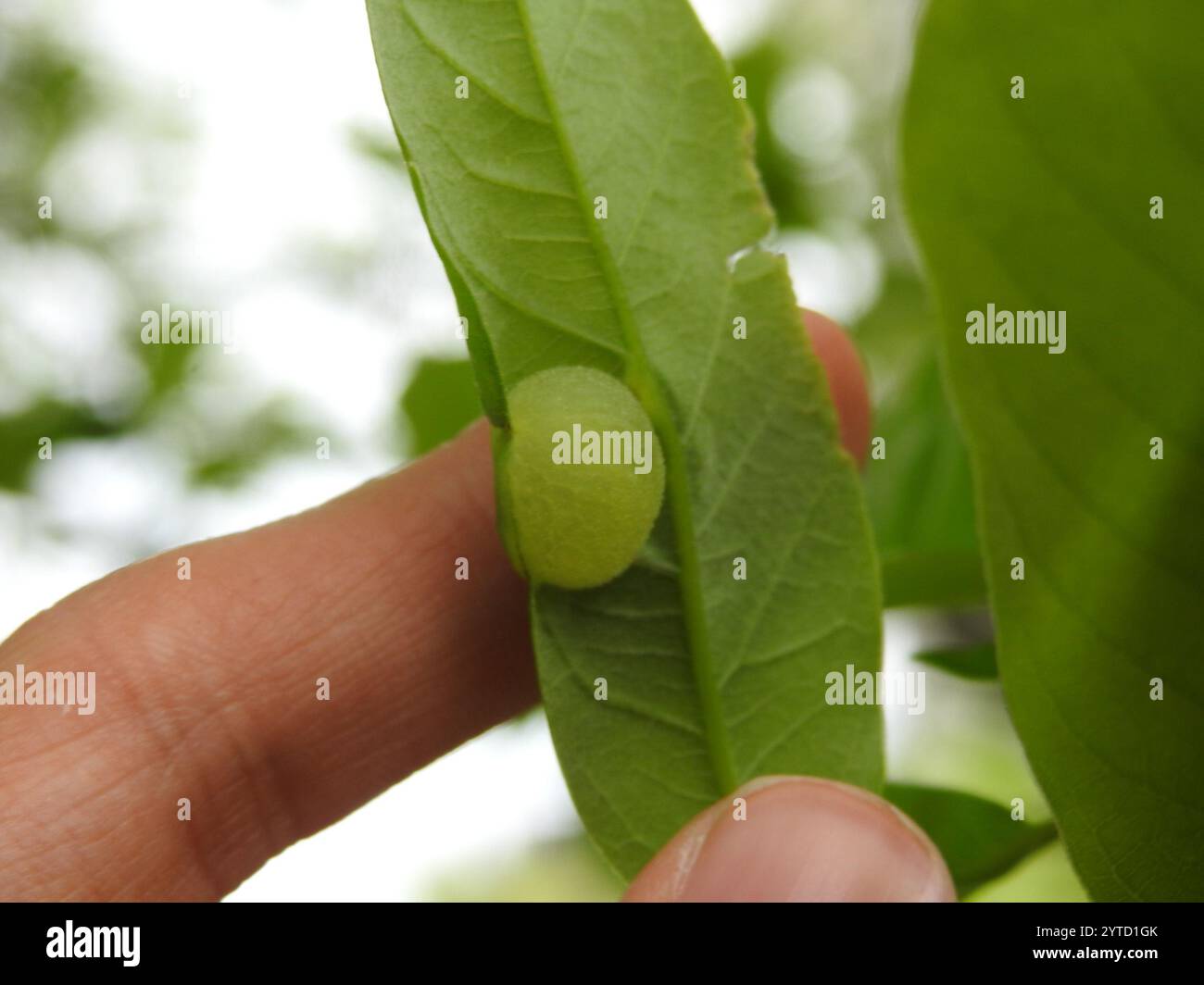 Oak Gall Wasps (Cynipini Stock Photo - Alamy