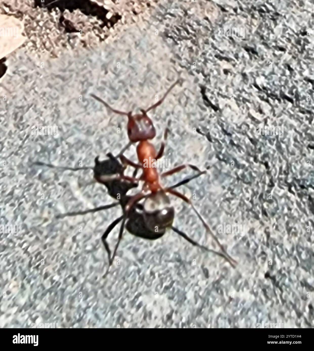 Blood-red Field Ant (Formica sanguinea Stock Photo - Alamy