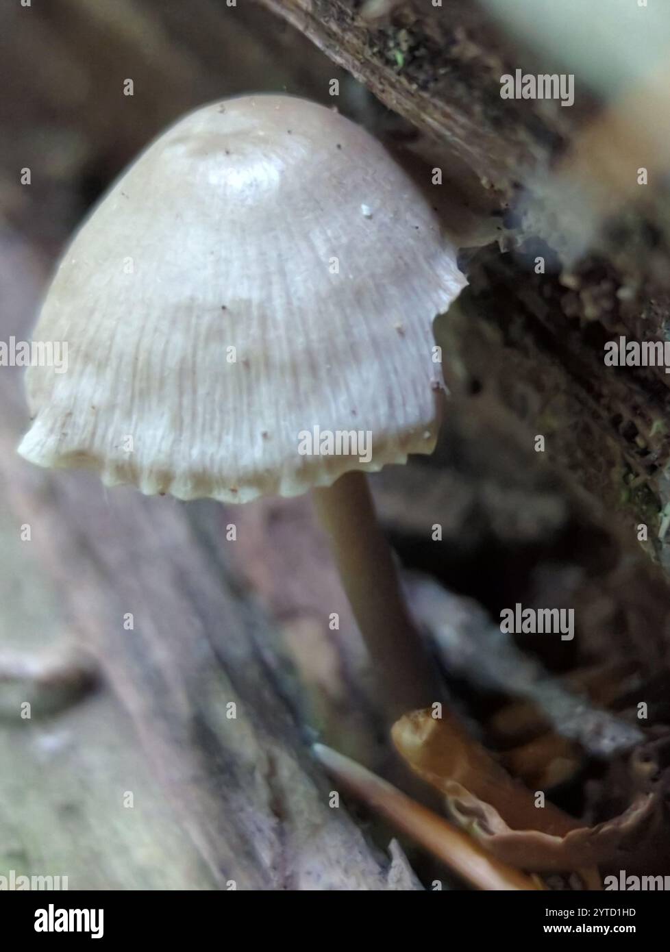 common bonnet (Mycena galericulata Stock Photo - Alamy