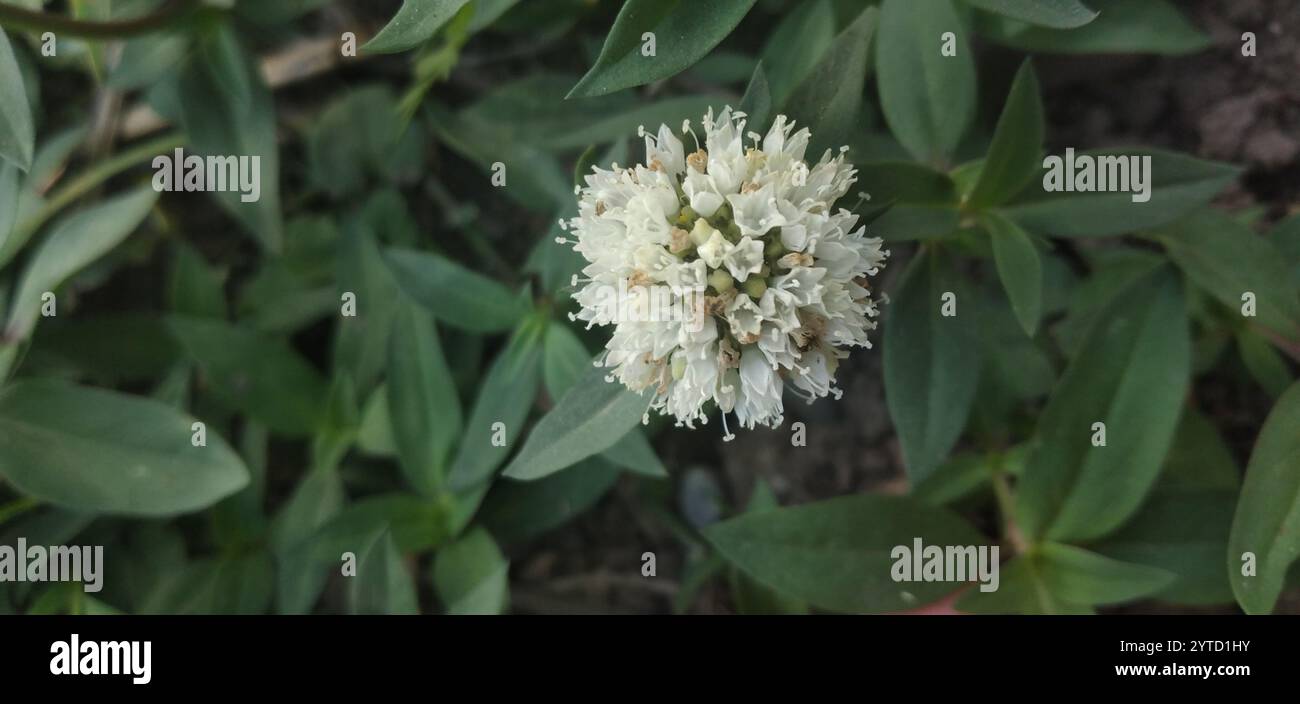 shrubby false buttonweed (Spermacoce verticillata Stock Photo - Alamy