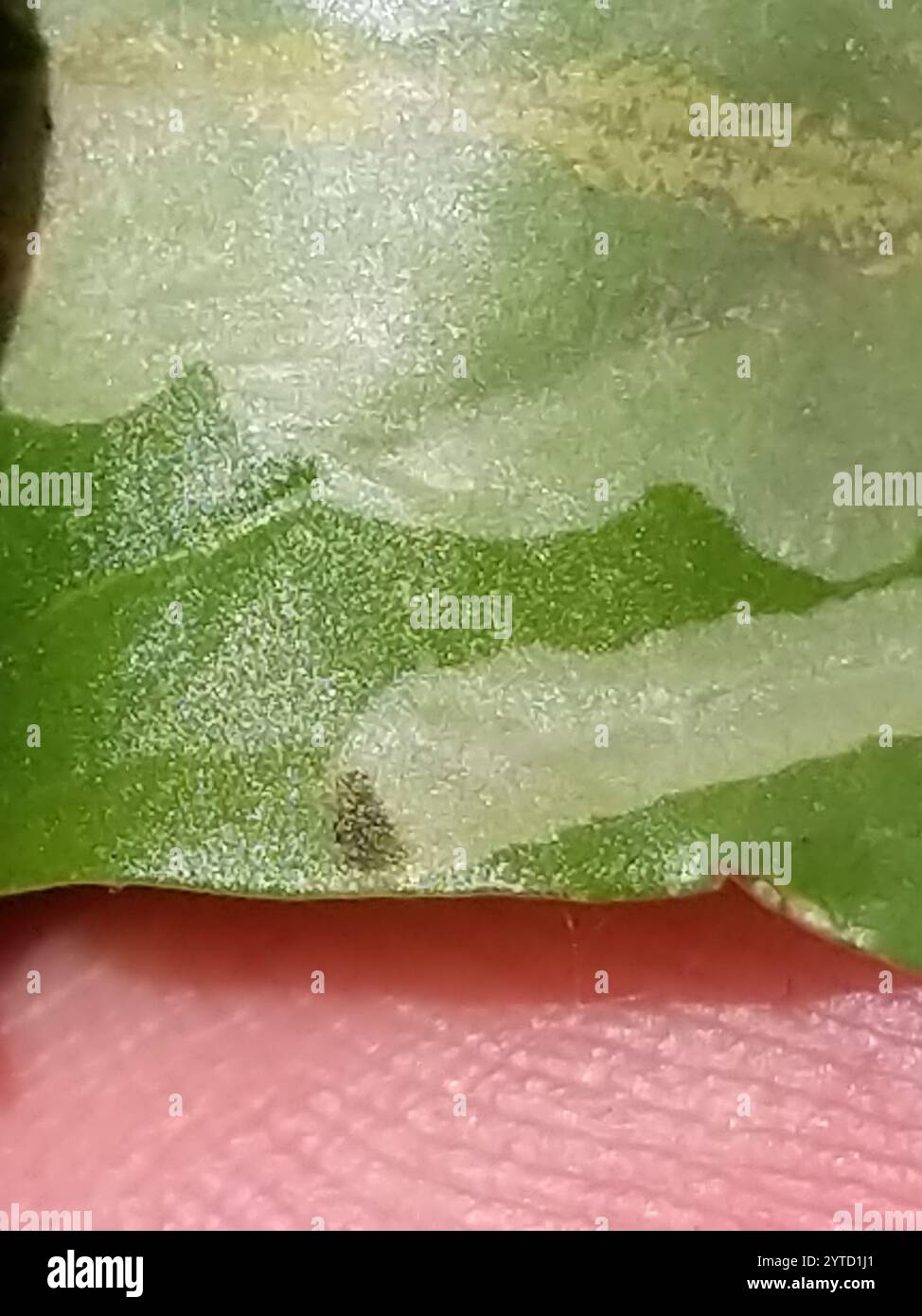 Scaptomyza hi-res stock photography and images - Alamy