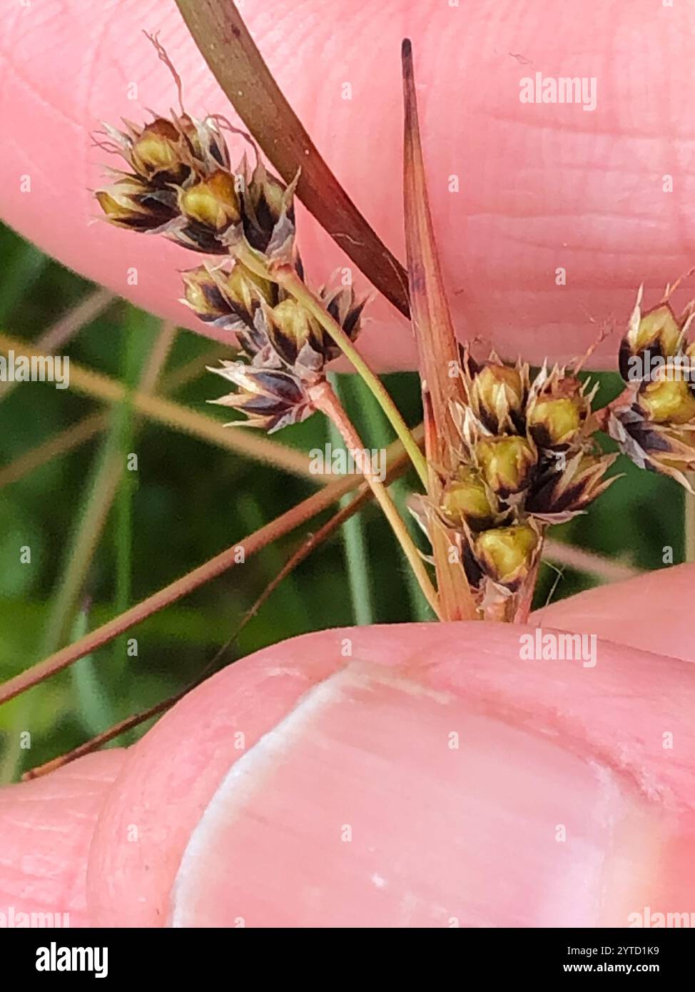 Field woodrush (Luzula campestris Stock Photo - Alamy