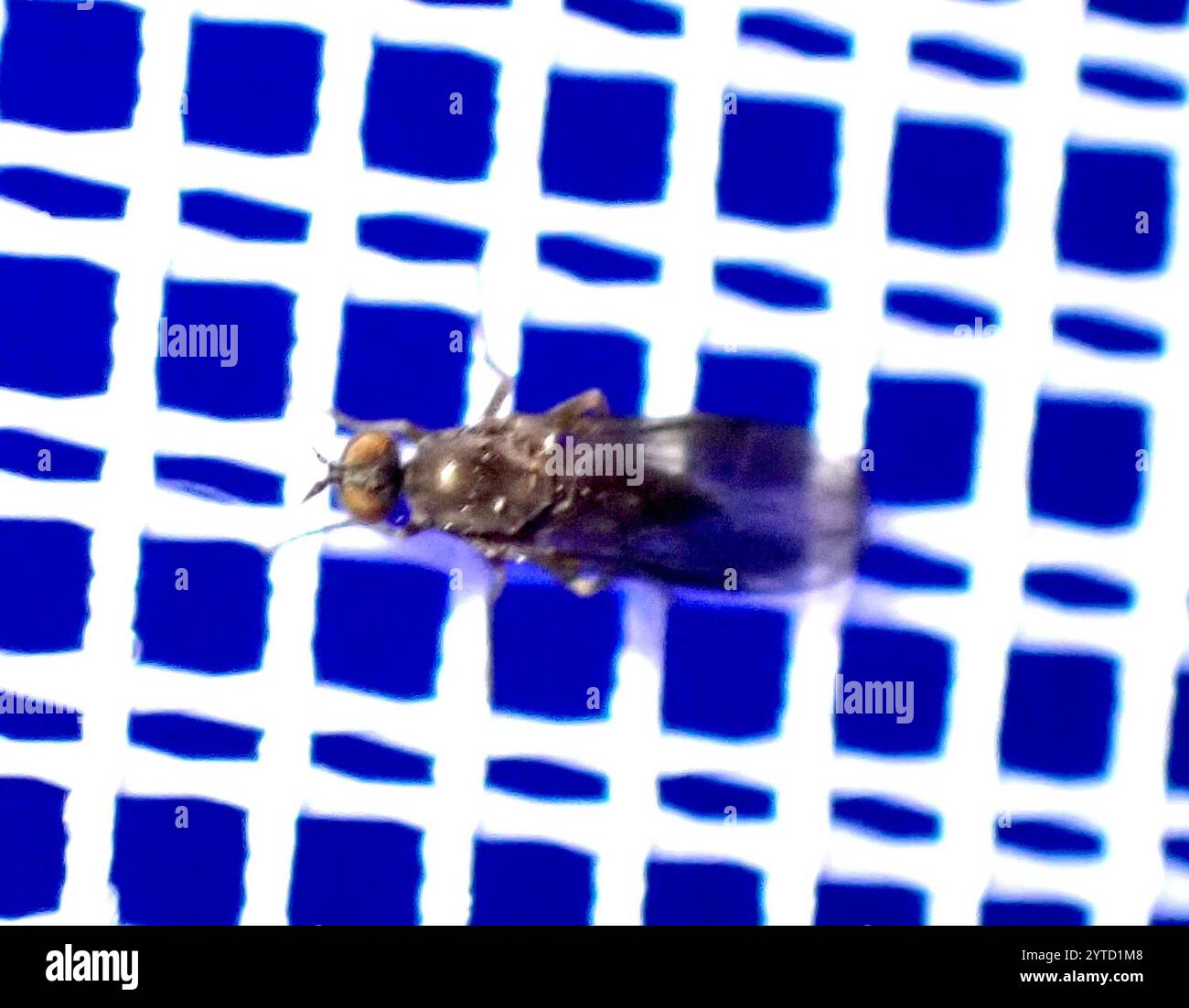 Dance Flies, Long-legged Flies, and Allies (Empidoidea Stock Photo - Alamy