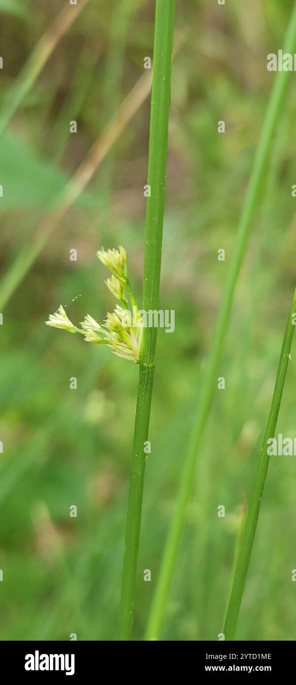 Soft Rush (Juncus effusus Stock Photo - Alamy