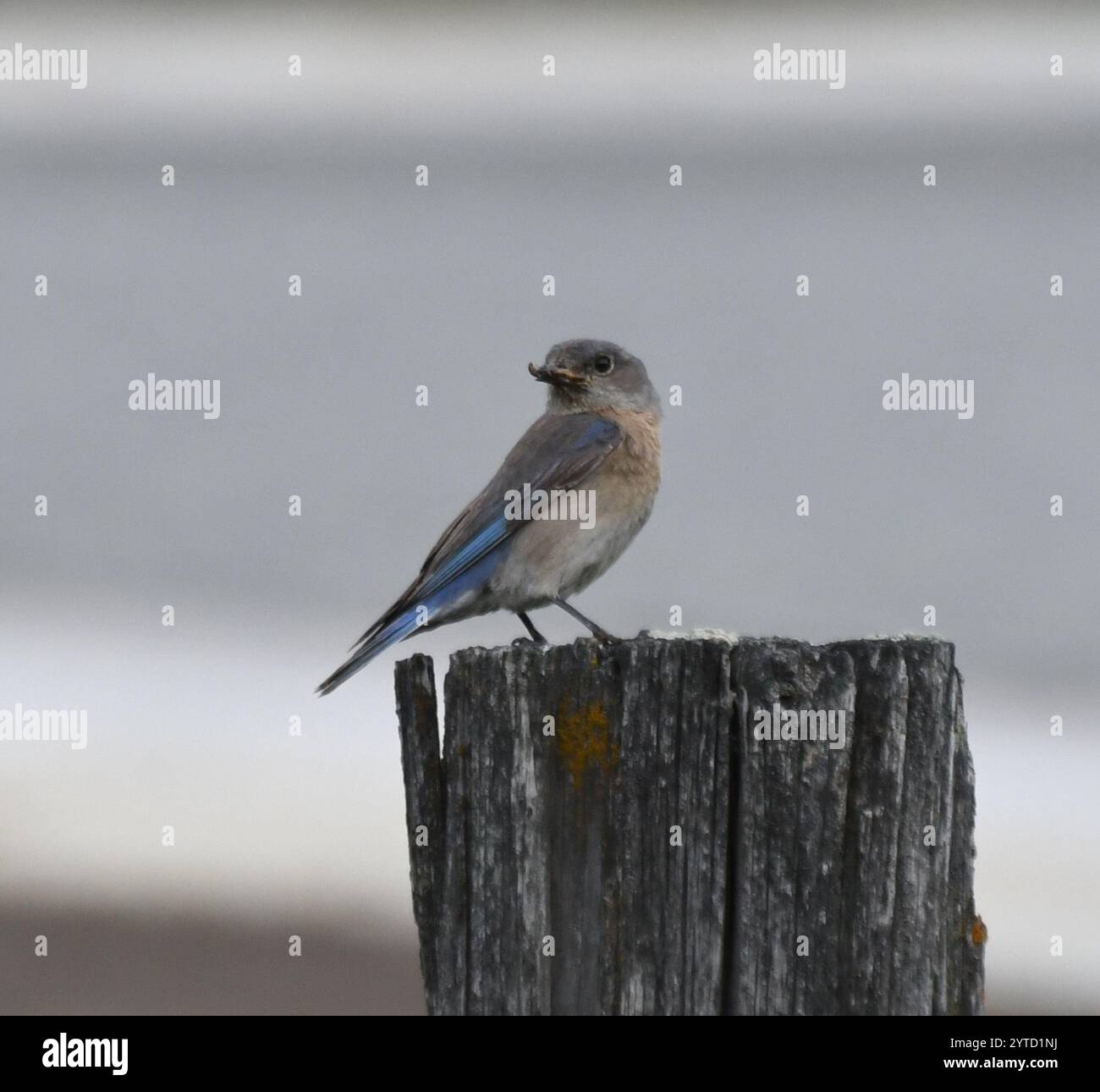 Western Bluebird (Sialia mexicana Stock Photo - Alamy