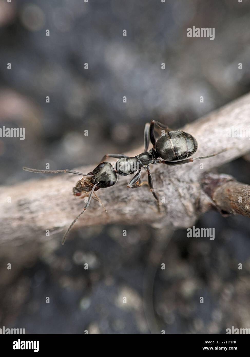 fusca-group Field Ants and Allies (Formica fusca Stock Photo - Alamy