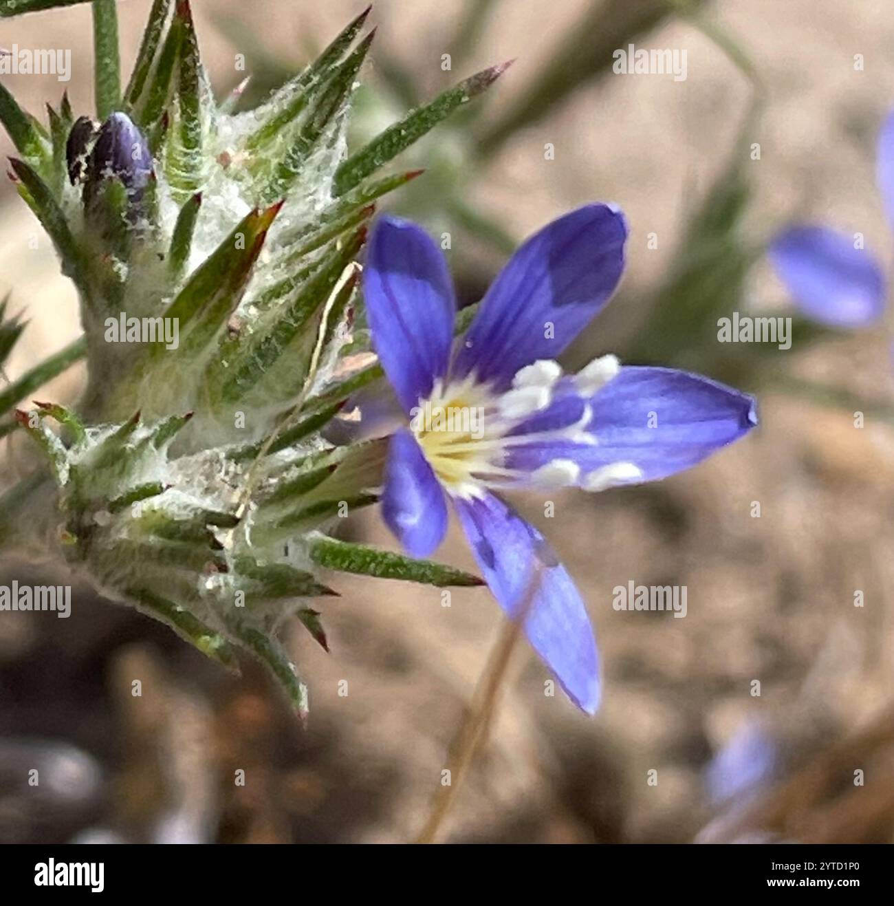 virgate eriastrum (Eriastrum virgatum Stock Photo - Alamy