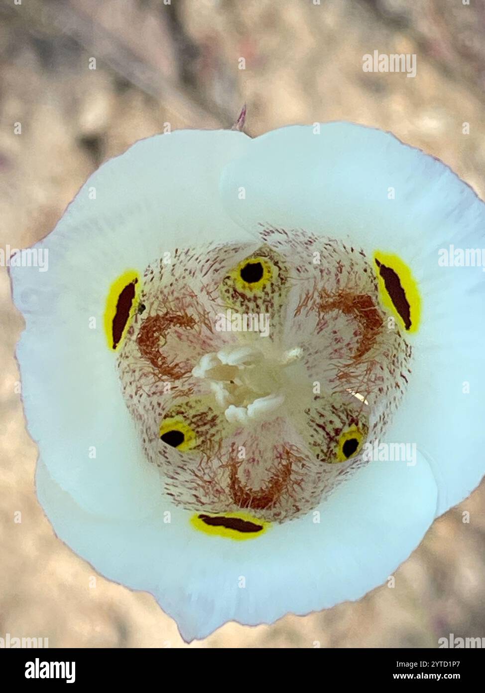 Superb Mariposa Lily (Calochortus superbus Stock Photo - Alamy