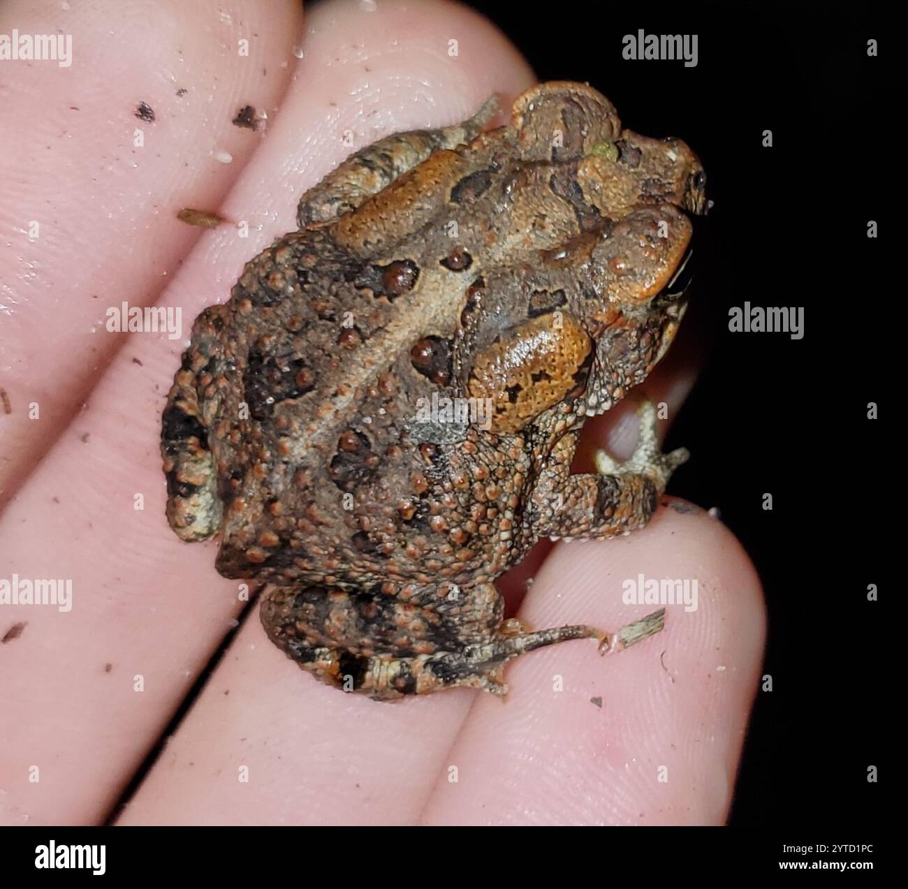 Southern Toad (Anaxyrus terrestris Stock Photo - Alamy