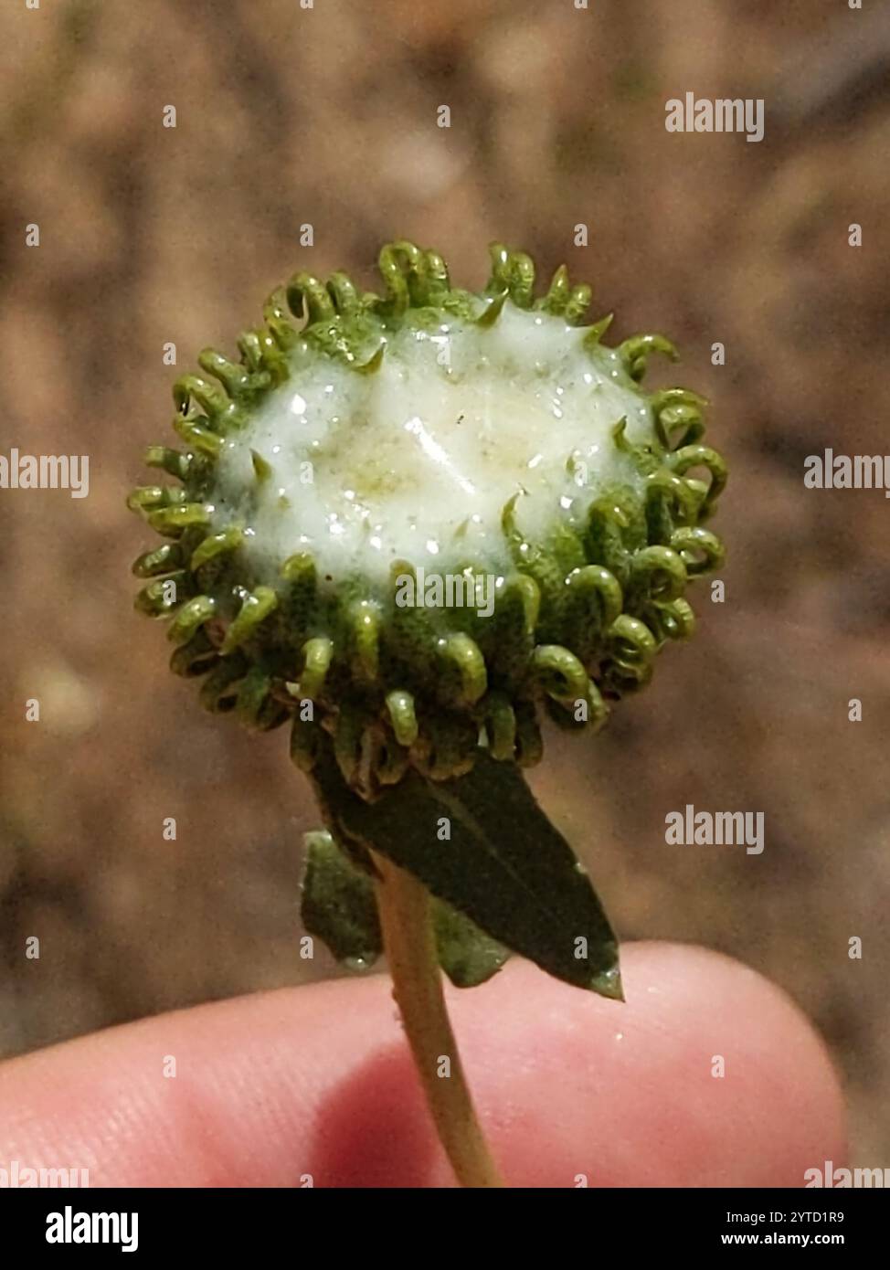 Great Valley gumweed (Grindelia camporum Stock Photo - Alamy