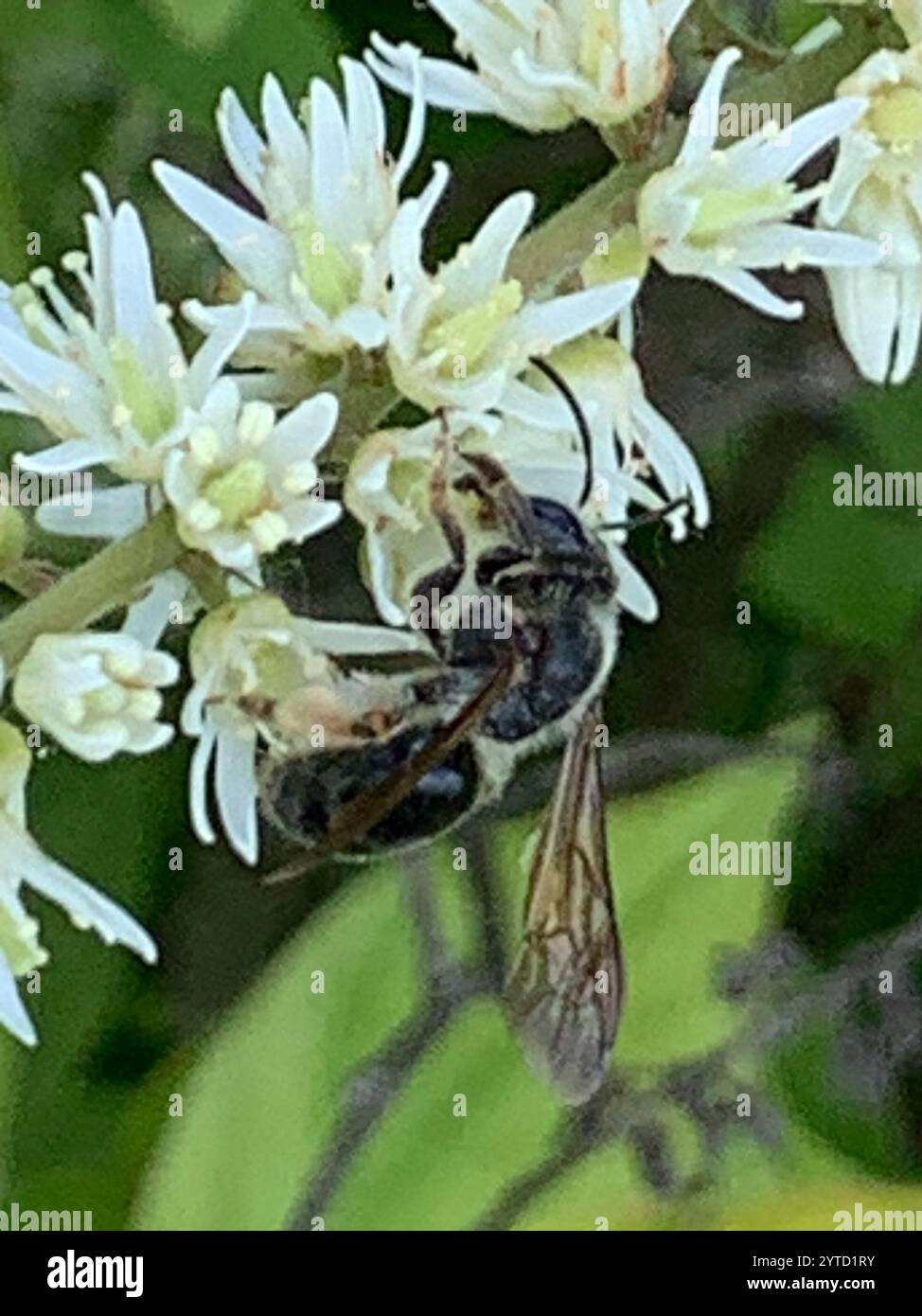 Mining Bees (Andrena Stock Photo - Alamy