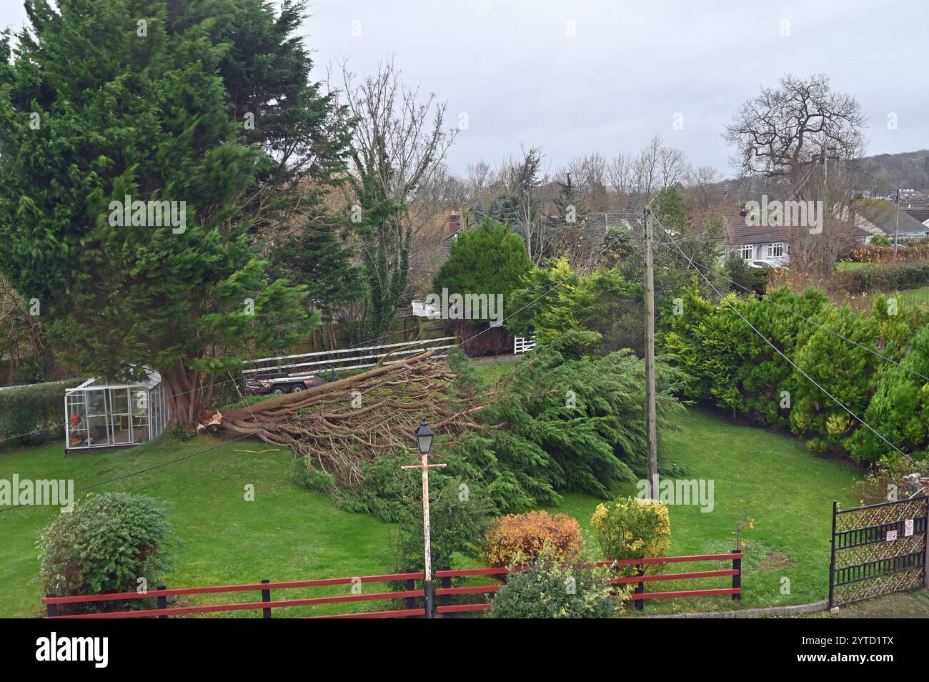 Storm darragh tree hi-res stock photography and images - Alamy