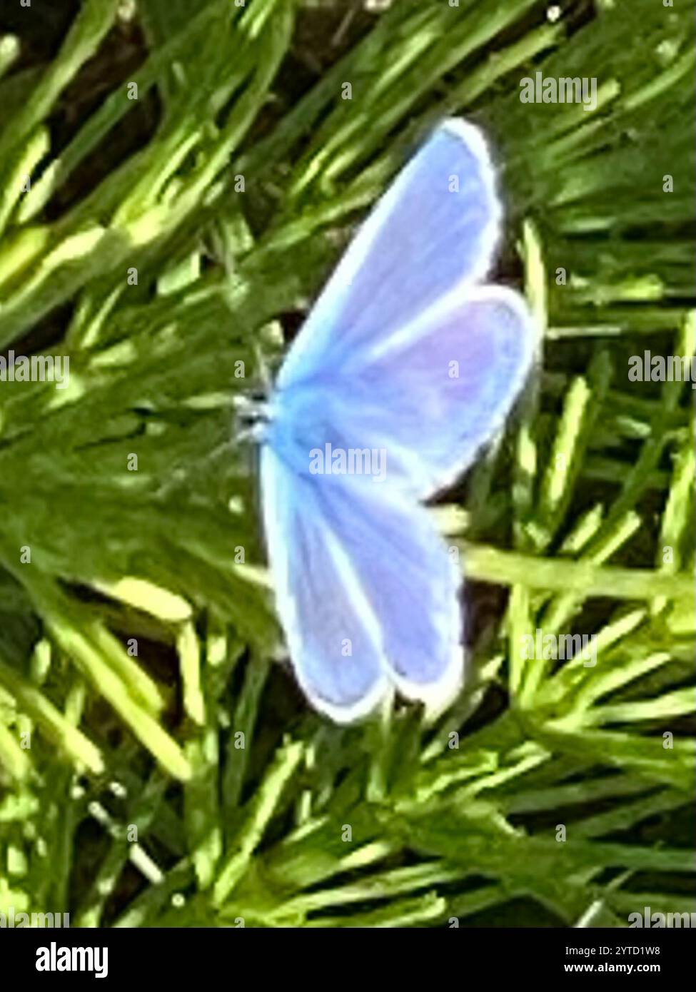 Common Blue (Polyommatus icarus Stock Photo - Alamy