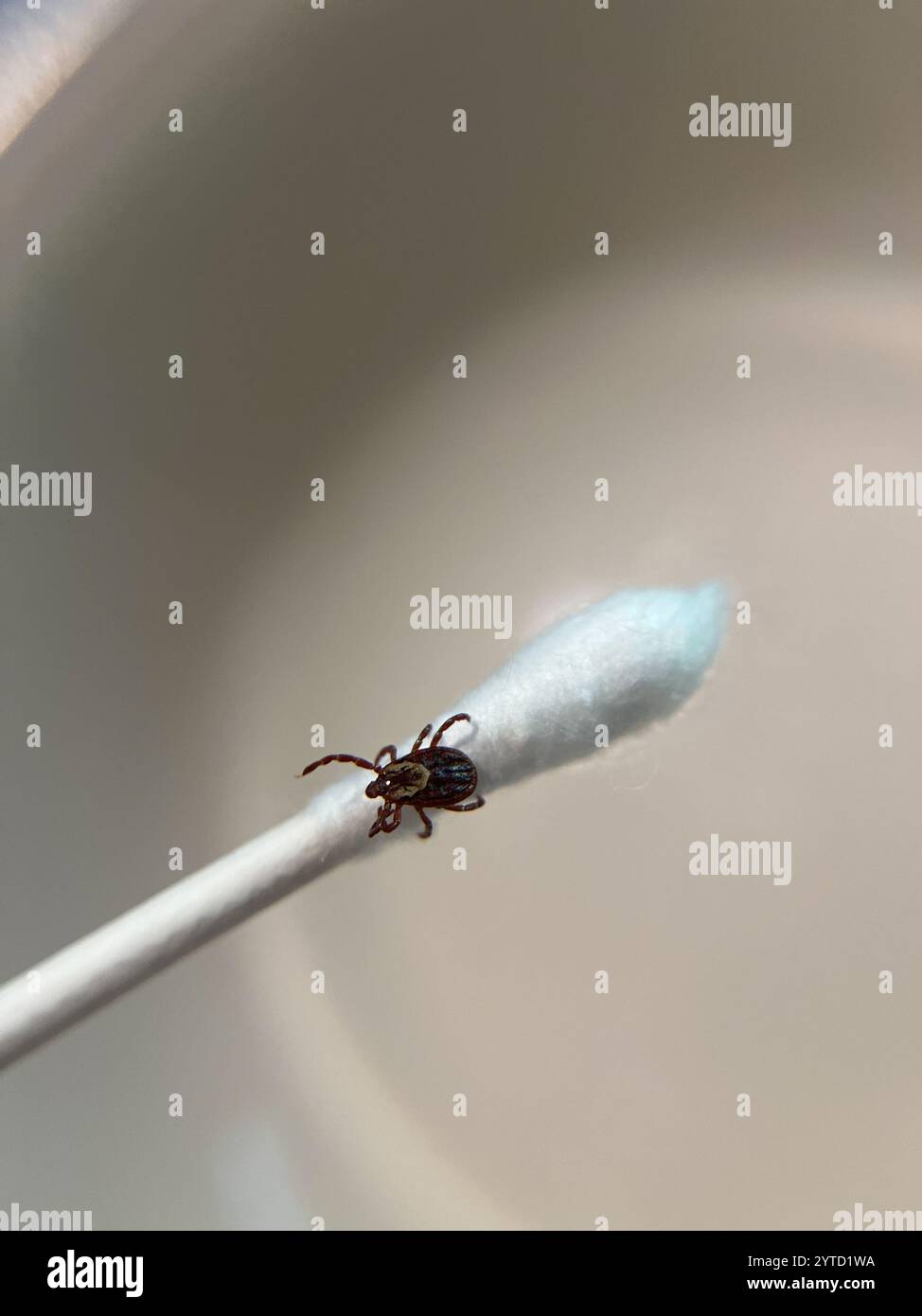 American Dog Tick (Dermacentor variabilis Stock Photo - Alamy