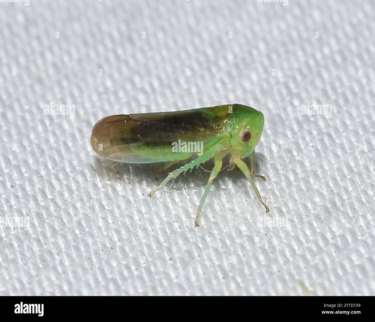 Macropsis hi-res stock photography and images - Alamy