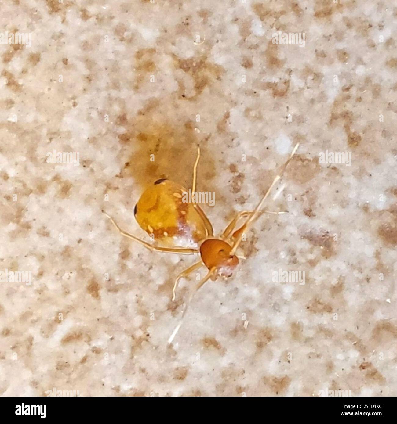 Amyciaea forticeps hi-res stock photography and images - Alamy