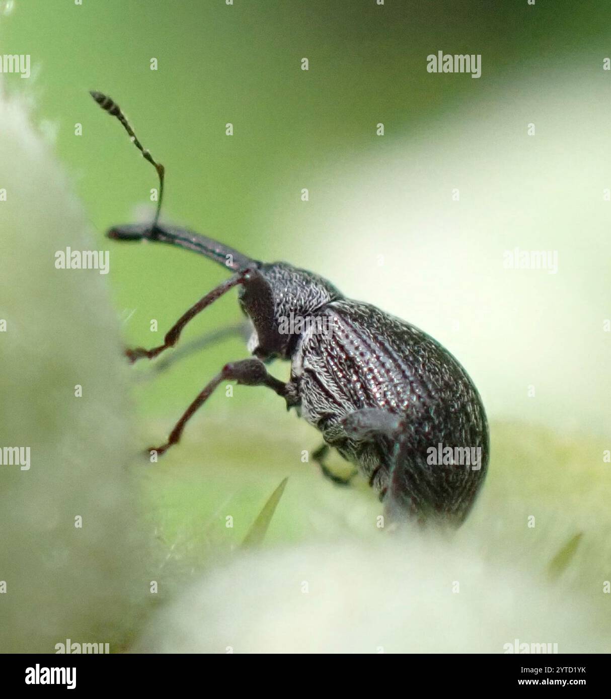 Anthonomus rubi hi-res stock photography and images - Alamy