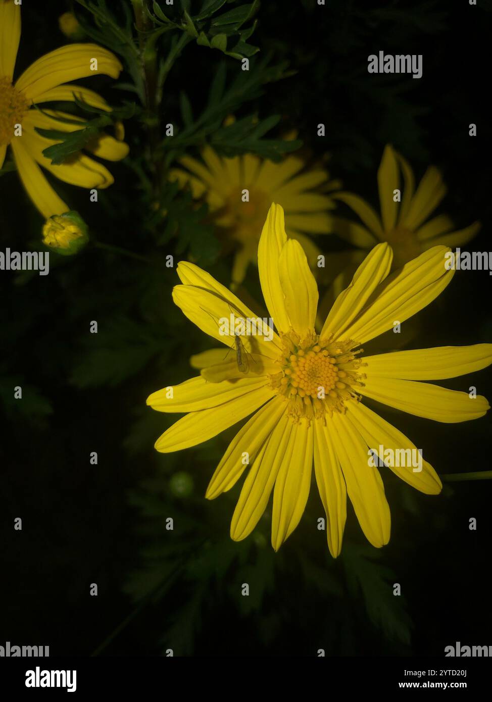 Winter Crane Flies (Trichoceridae Stock Photo - Alamy