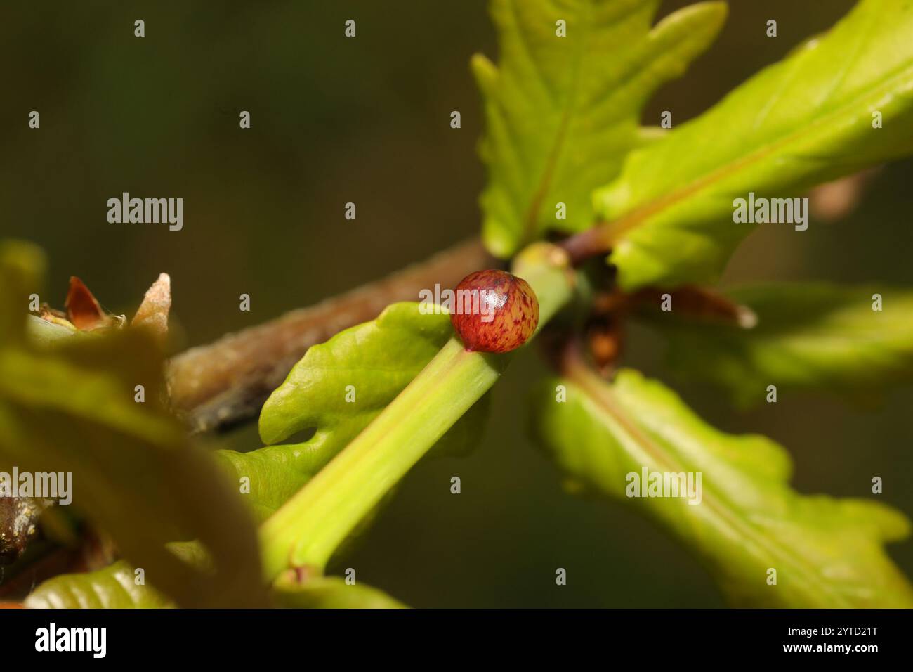 Common Spangle Gall Wasp (Neuroterus quercusbaccarum Stock Photo - Alamy
