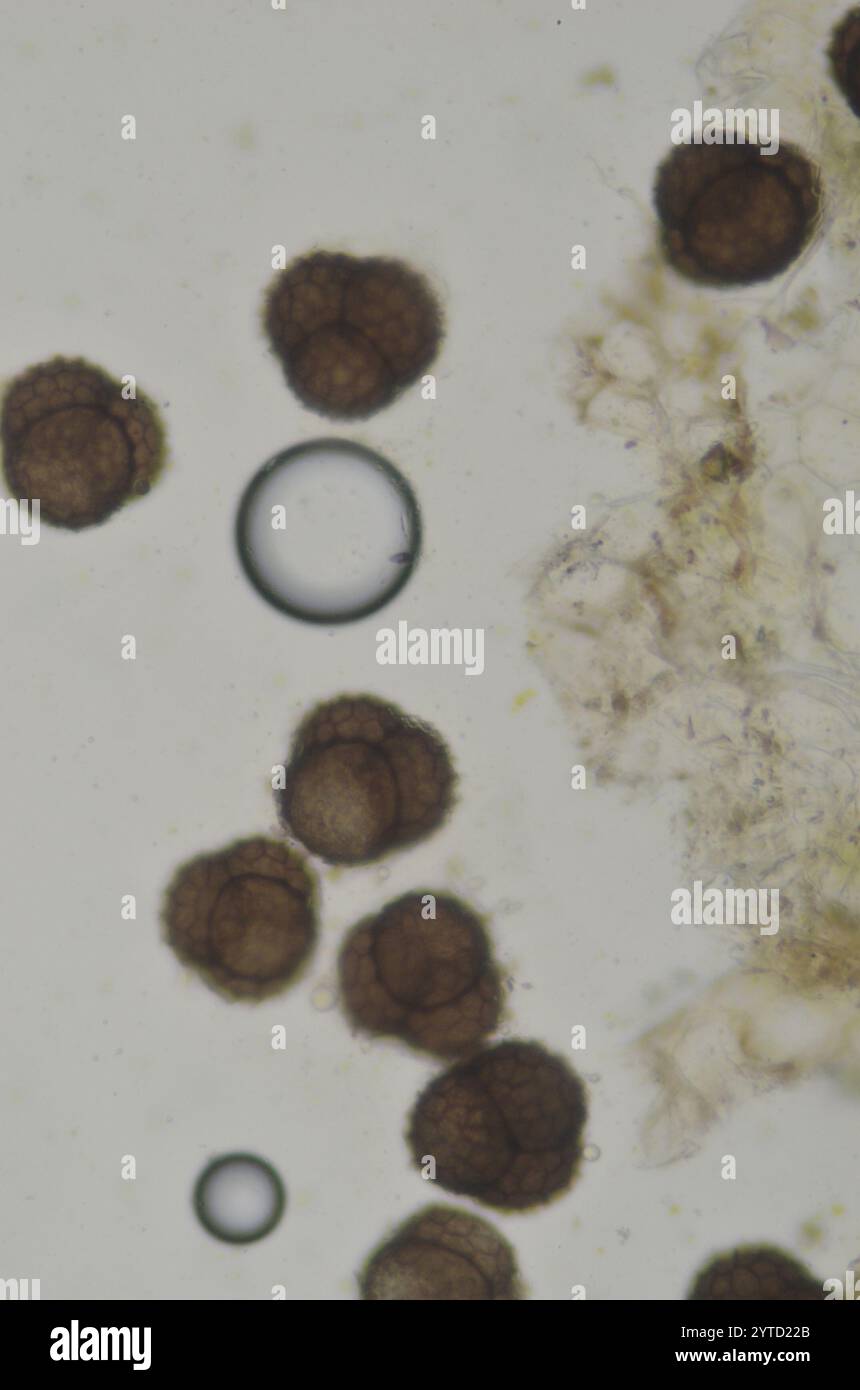 Sphaerocarpos hi-res stock photography and images - Alamy