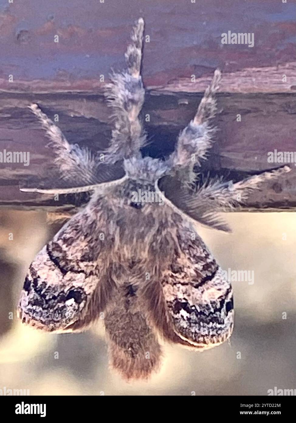 Western Tussock Moth (Orgyia vetusta Stock Photo - Alamy