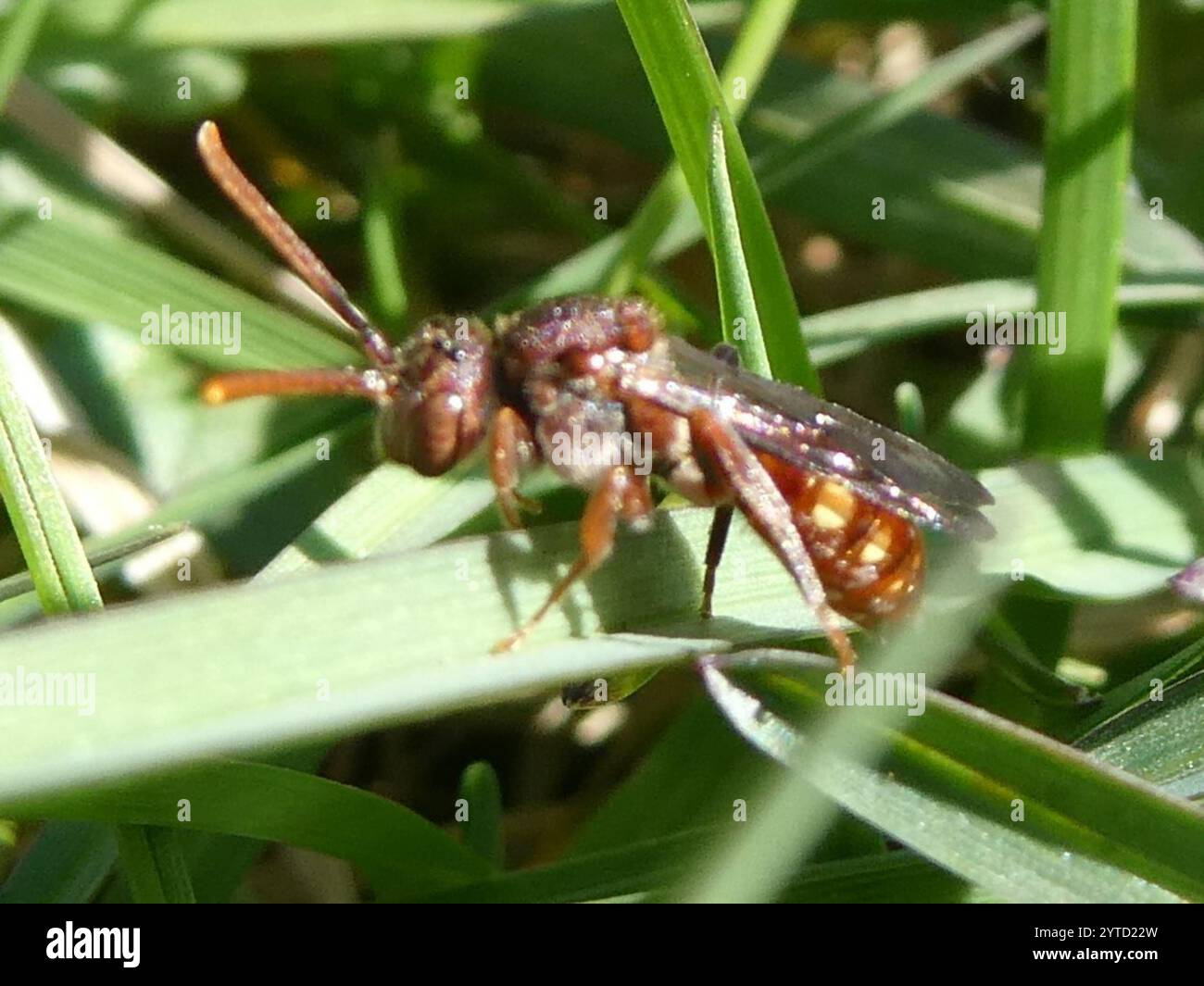 Nomad Bees (Nomada Stock Photo - Alamy