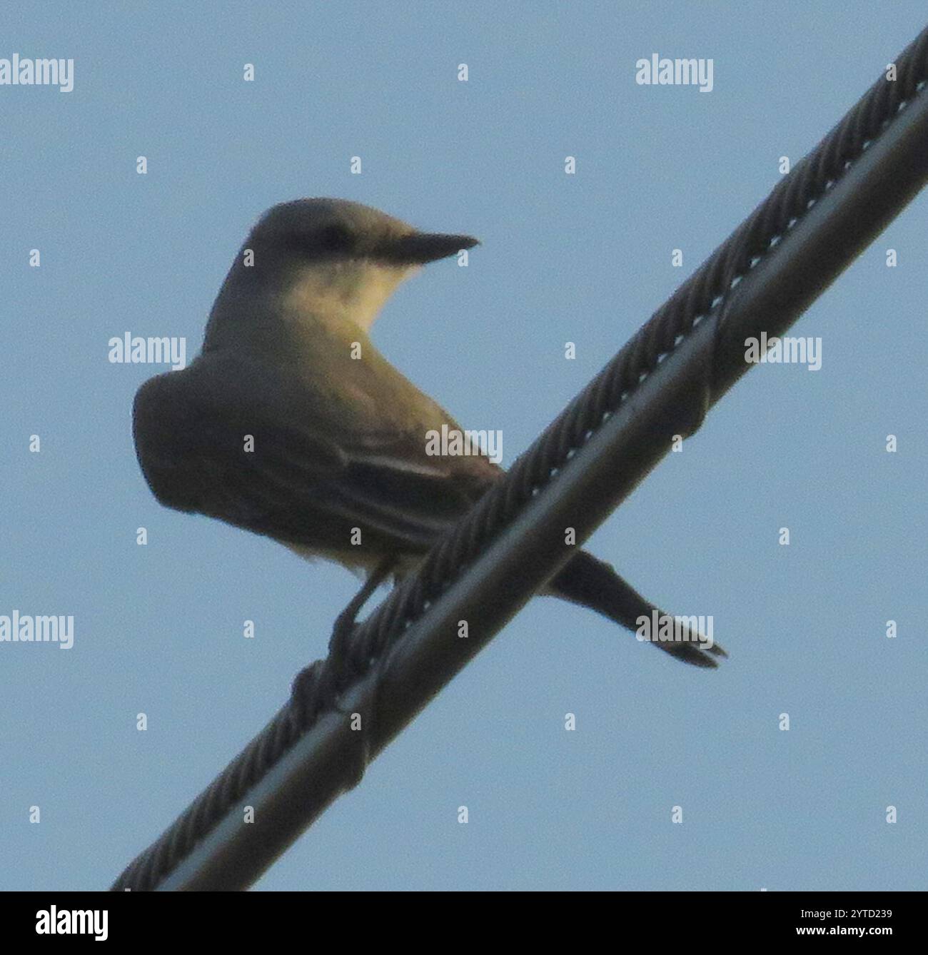 Western Kingbird (Tyrannus verticalis Stock Photo - Alamy