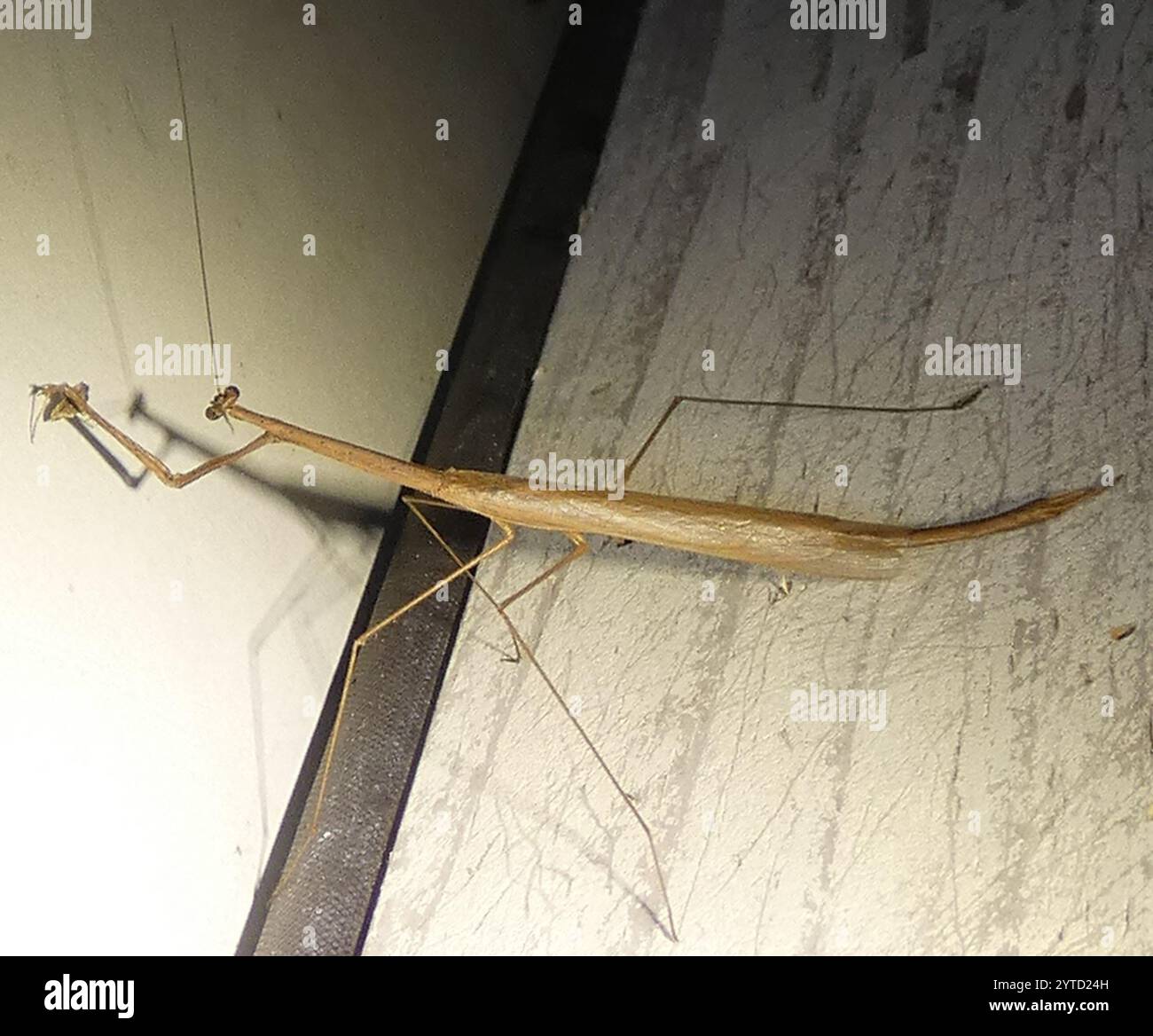 American Grass Mantis (Thesprotia graminis Stock Photo - Alamy