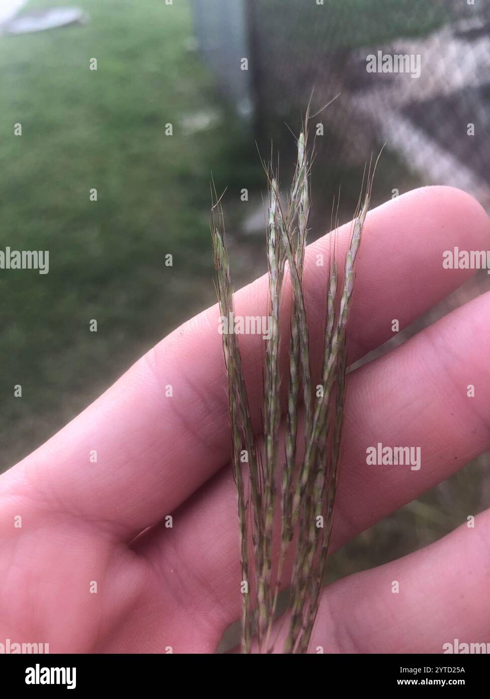 King Ranch bluestem (Bothriochloa ischaemum songarica Stock Photo - Alamy