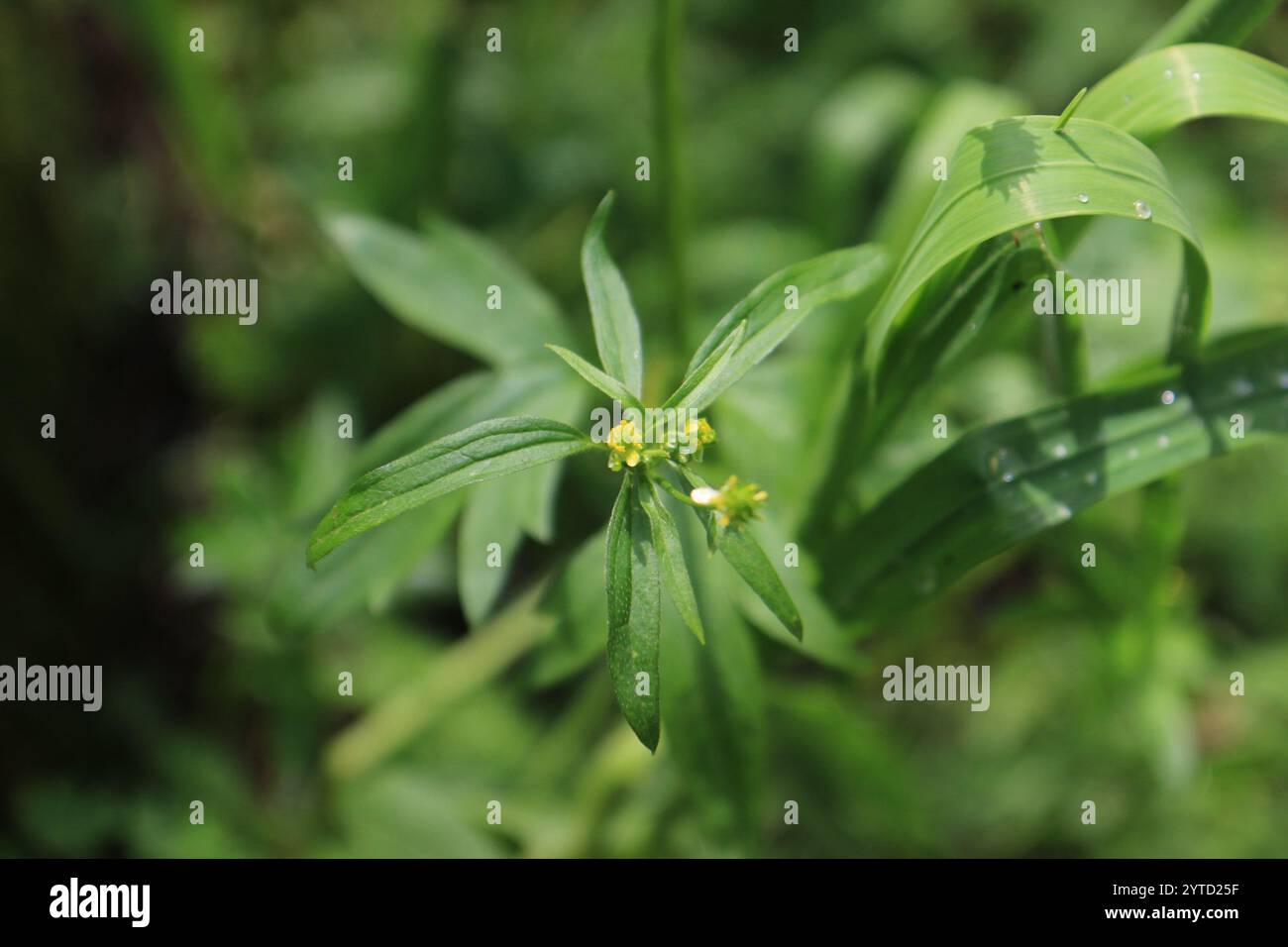 woodland buttercup (Ranunculus uncinatus Stock Photo - Alamy