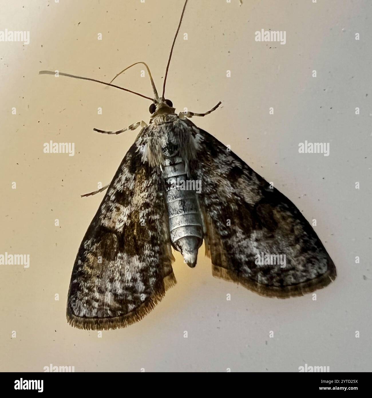 Splendid Palpita Moth (Palpita magniferalis Stock Photo - Alamy
