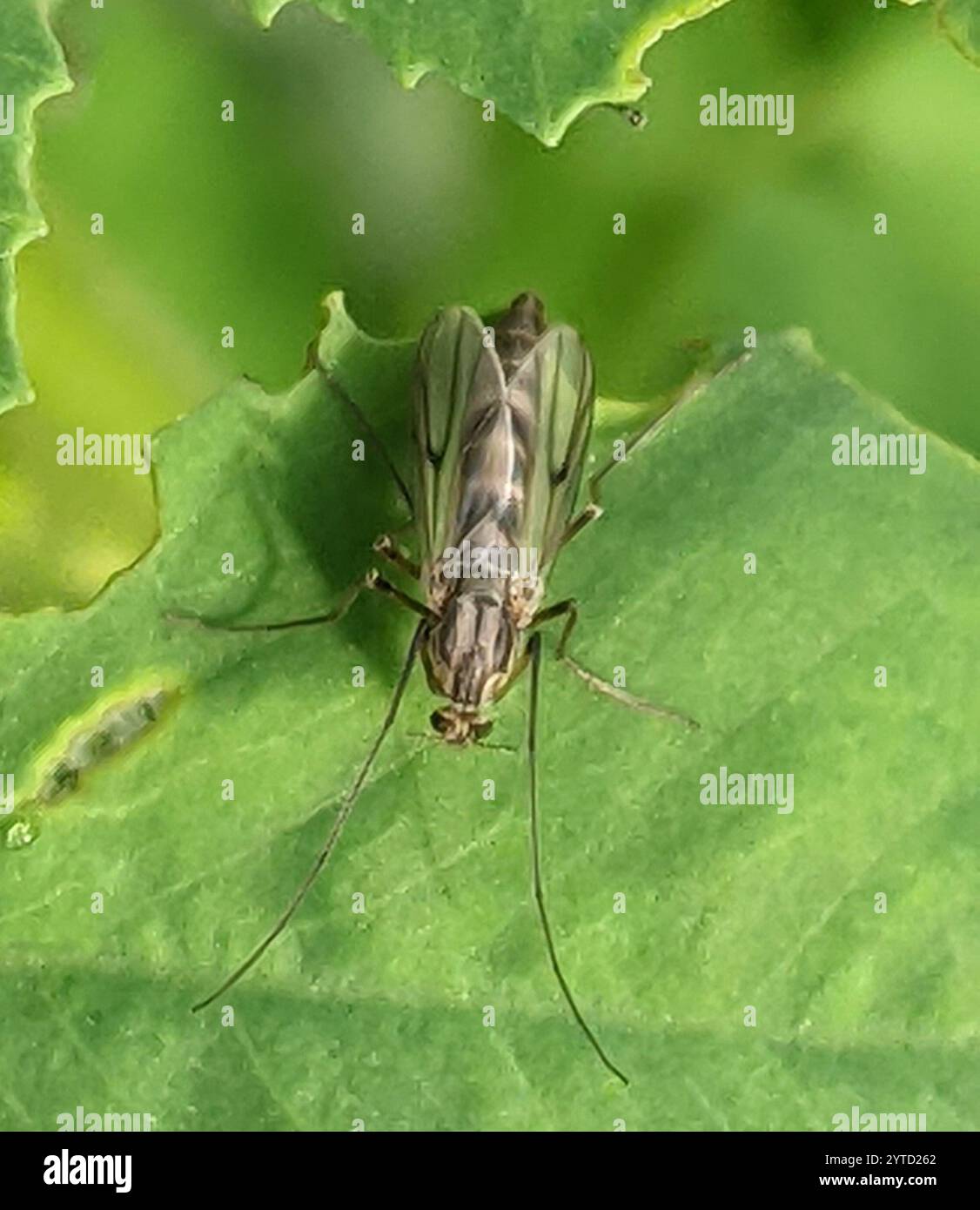 Non-biting Midges (Chironomidae Stock Photo - Alamy