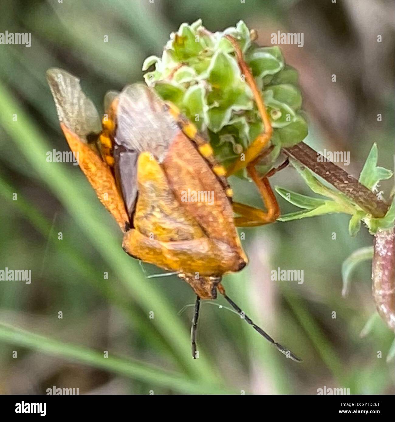 Black-shouldered Shieldbug (Carpocoris purpureipennis Stock Photo - Alamy