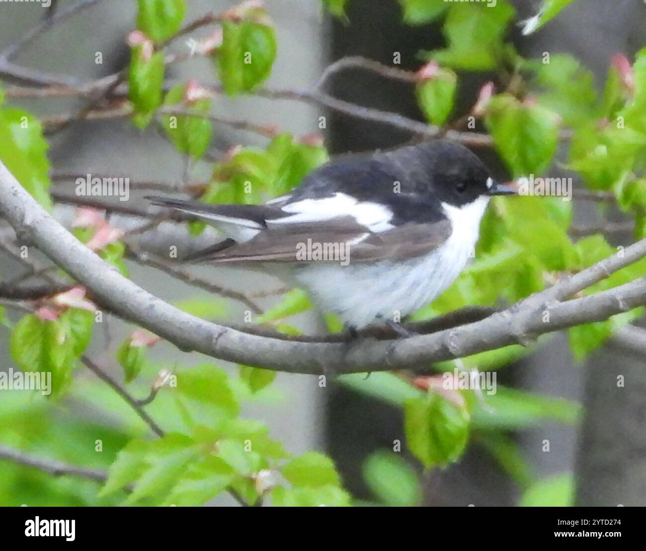 European Pied Flycatcher (Ficedula hypoleuca Stock Photo - Alamy