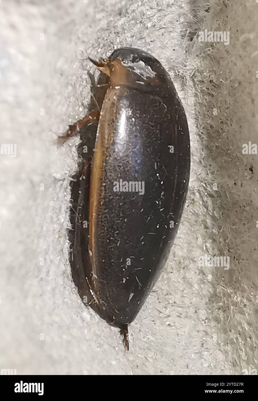 Cosmopolitan Diving Beetle (Rhantus suturalis Stock Photo - Alamy