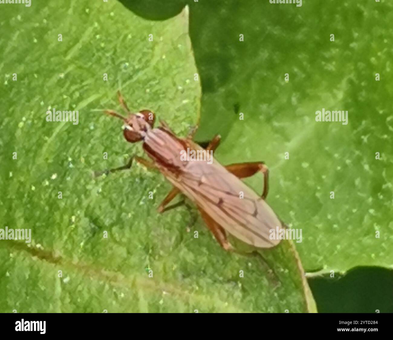 Sepedon hi-res stock photography and images - Alamy