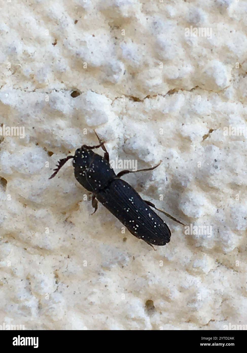 Melasis buprestoides hi-res stock photography and images - Alamy